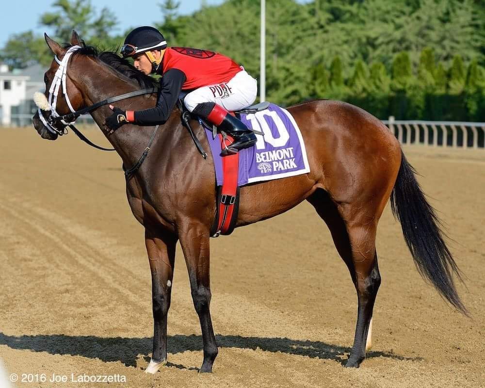 ERIC CANCEL – American Equus